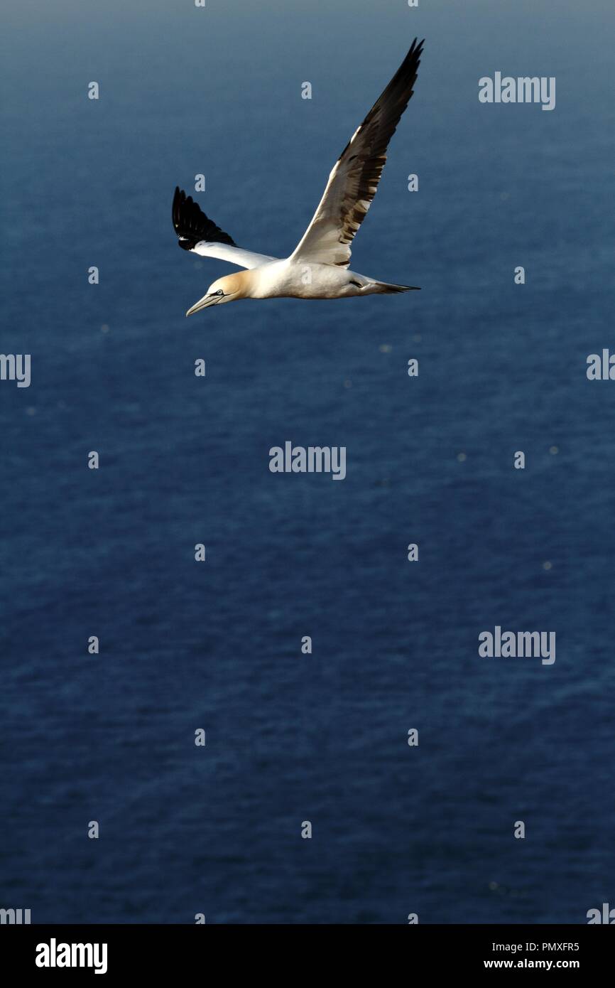 Northern Gannet (Morus bassanus), northern gannet in flight, Helgoland ...