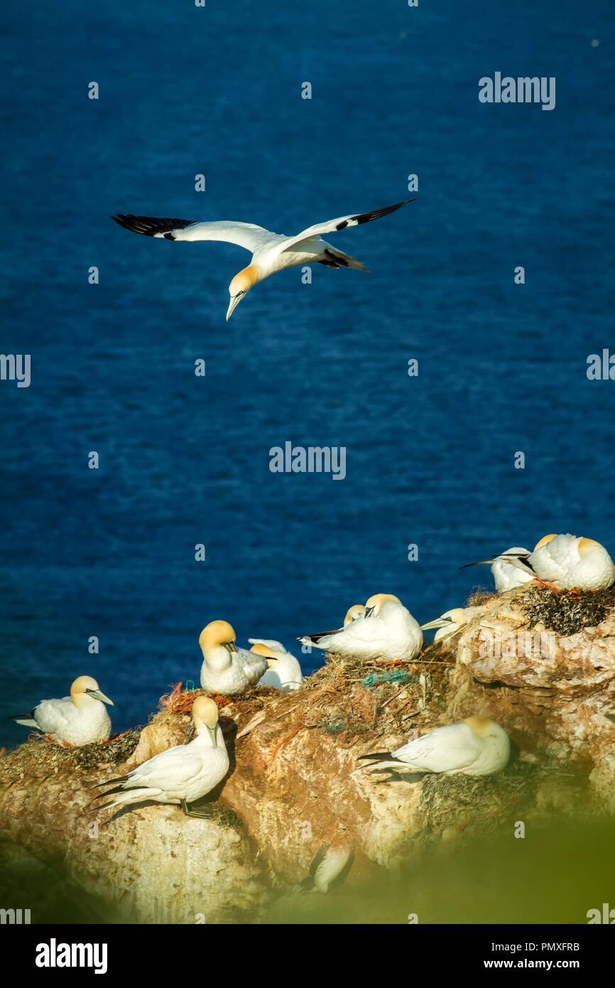 Northern Gannet Morus bassanus, mating gannets on cliffs, Helgoland in ...