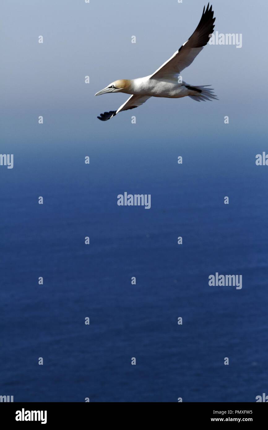 Northern Gannet (Morus bassanus), northern gannet in flight, Helgoland ...