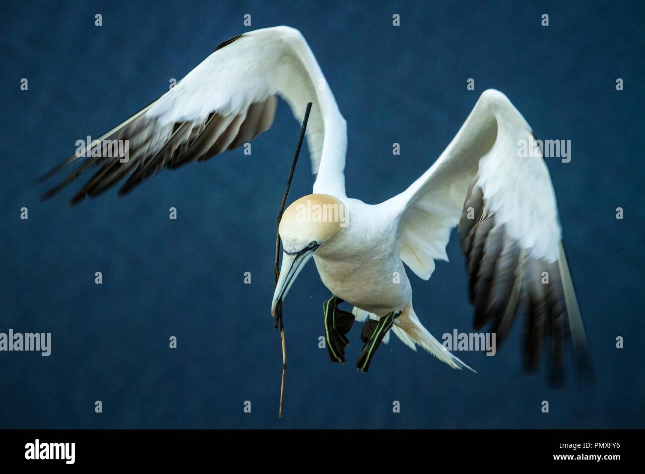 Northern Gannet (Morus bassanus), northern gannet in flight, Helgoland ...