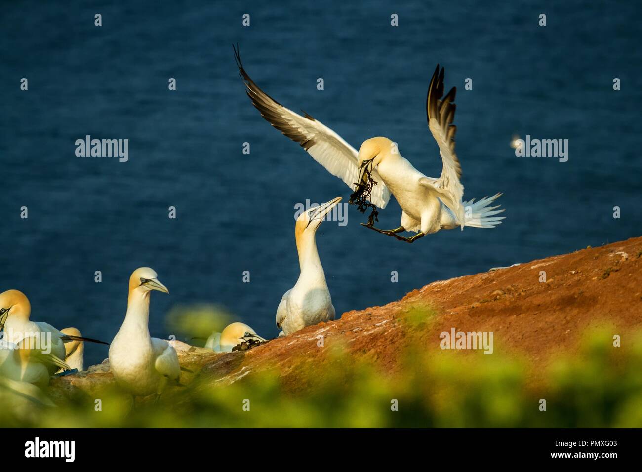 Northern Gannet (Morus bassanus), northern gannet in flight, Helgoland ...