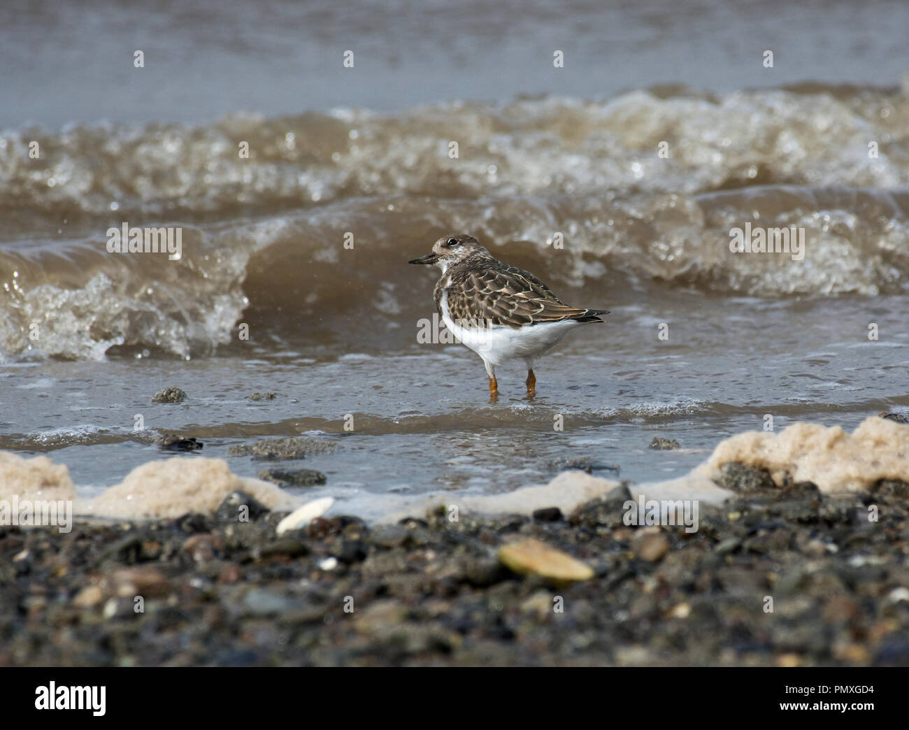 Ruddy Turnstone, Arenaria interpres, in surf, river Wyre, Lancashire ...