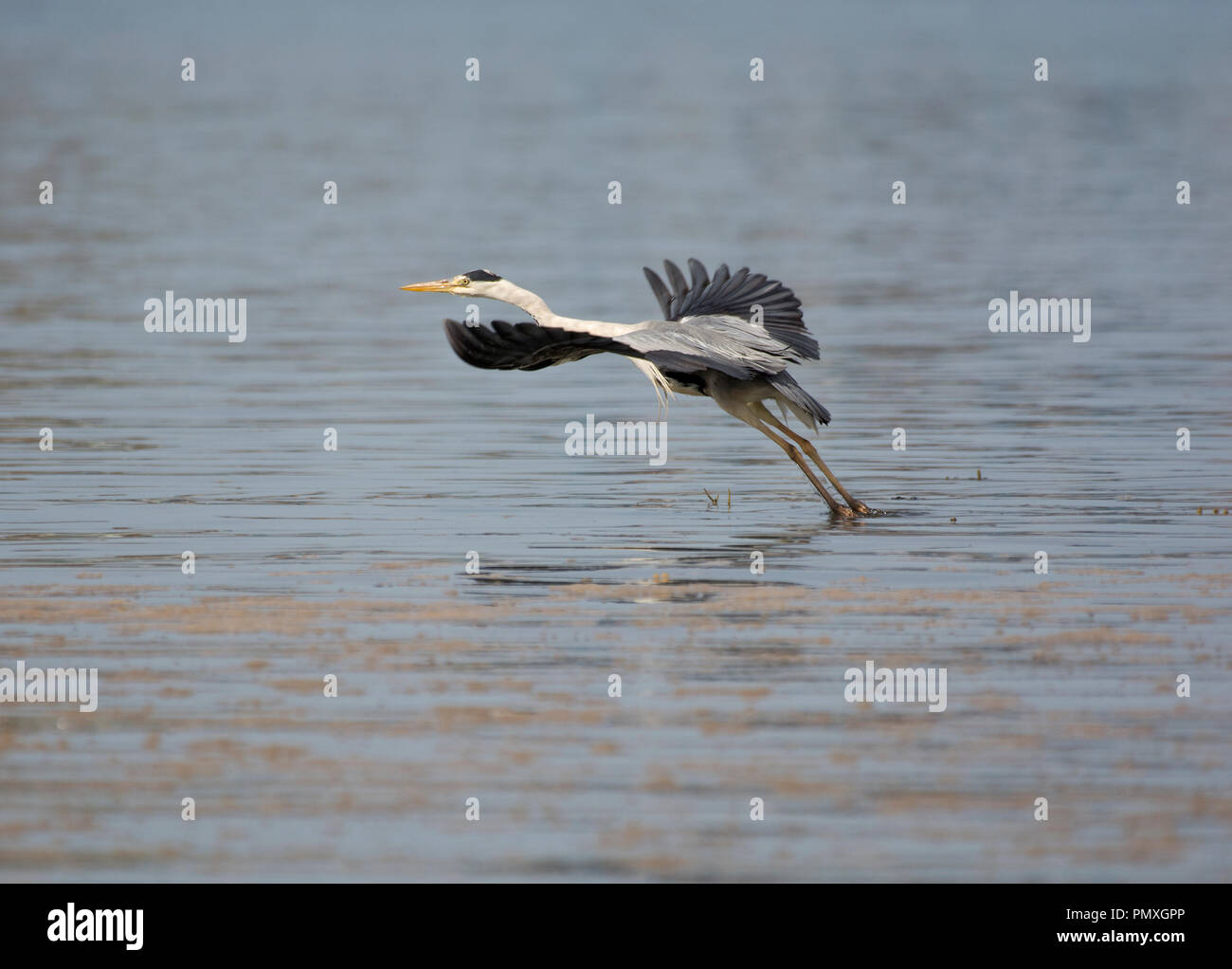 Heron Taking Off In Flight High Resolution Stock Photography and Images ...