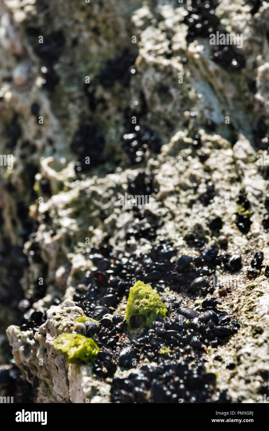 Mussel shells and seaweed hi-res stock photography and images - Alamy