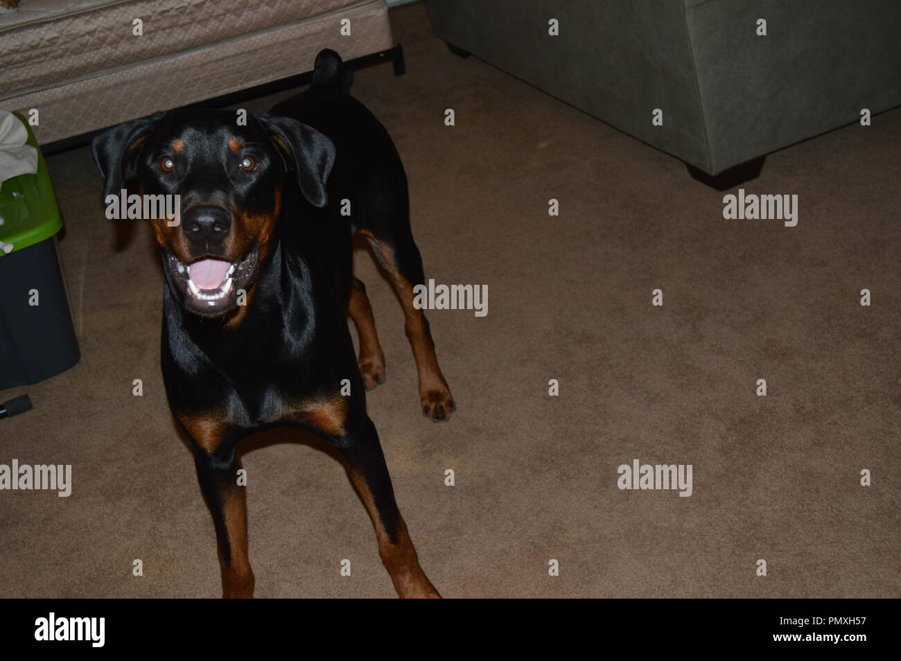 Dog named lokey hi-res stock photography and images - Alamy