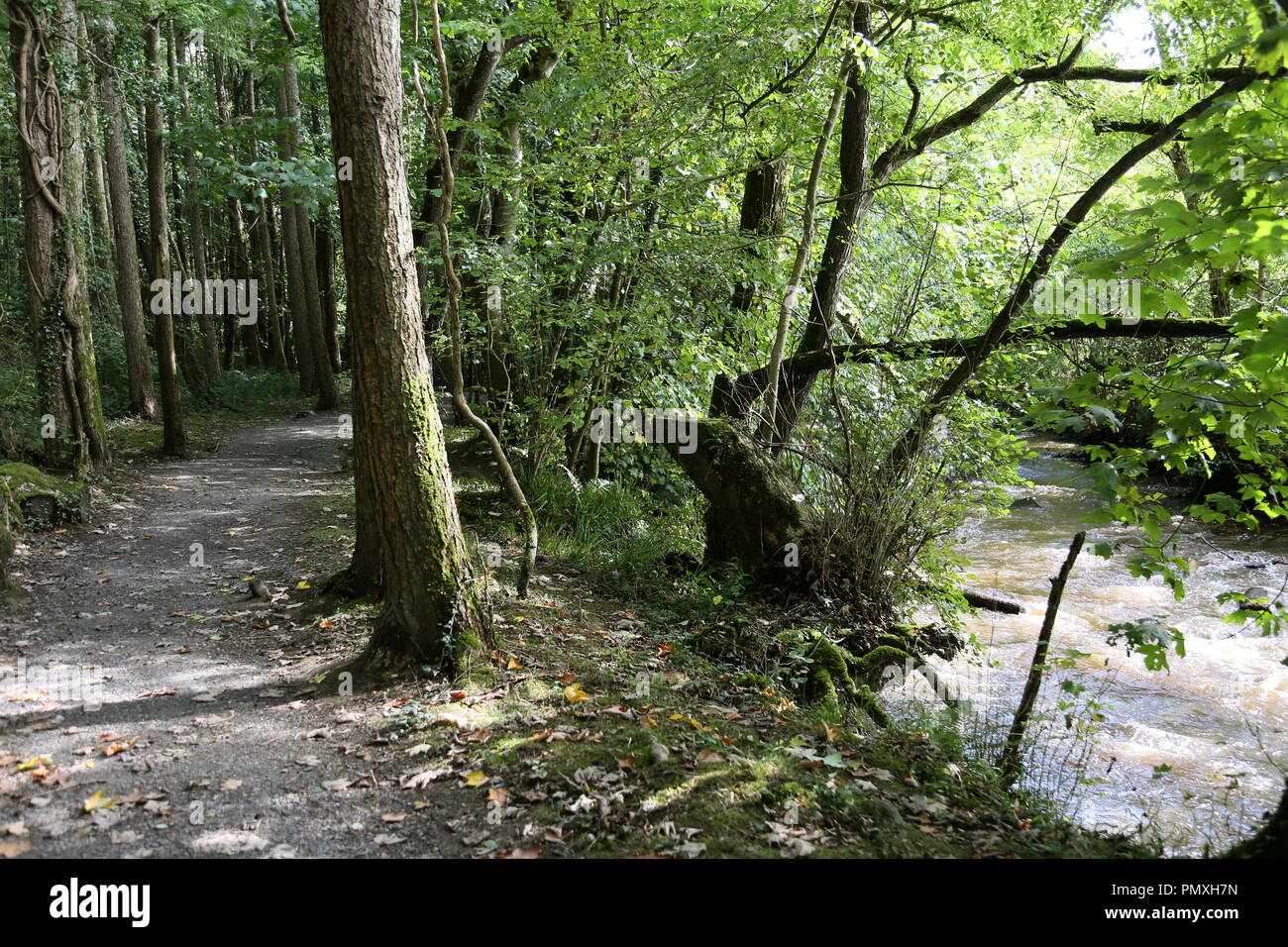 Public footpath beside River Aeron at Llanerchaeron, Ceredigion, Wales ...