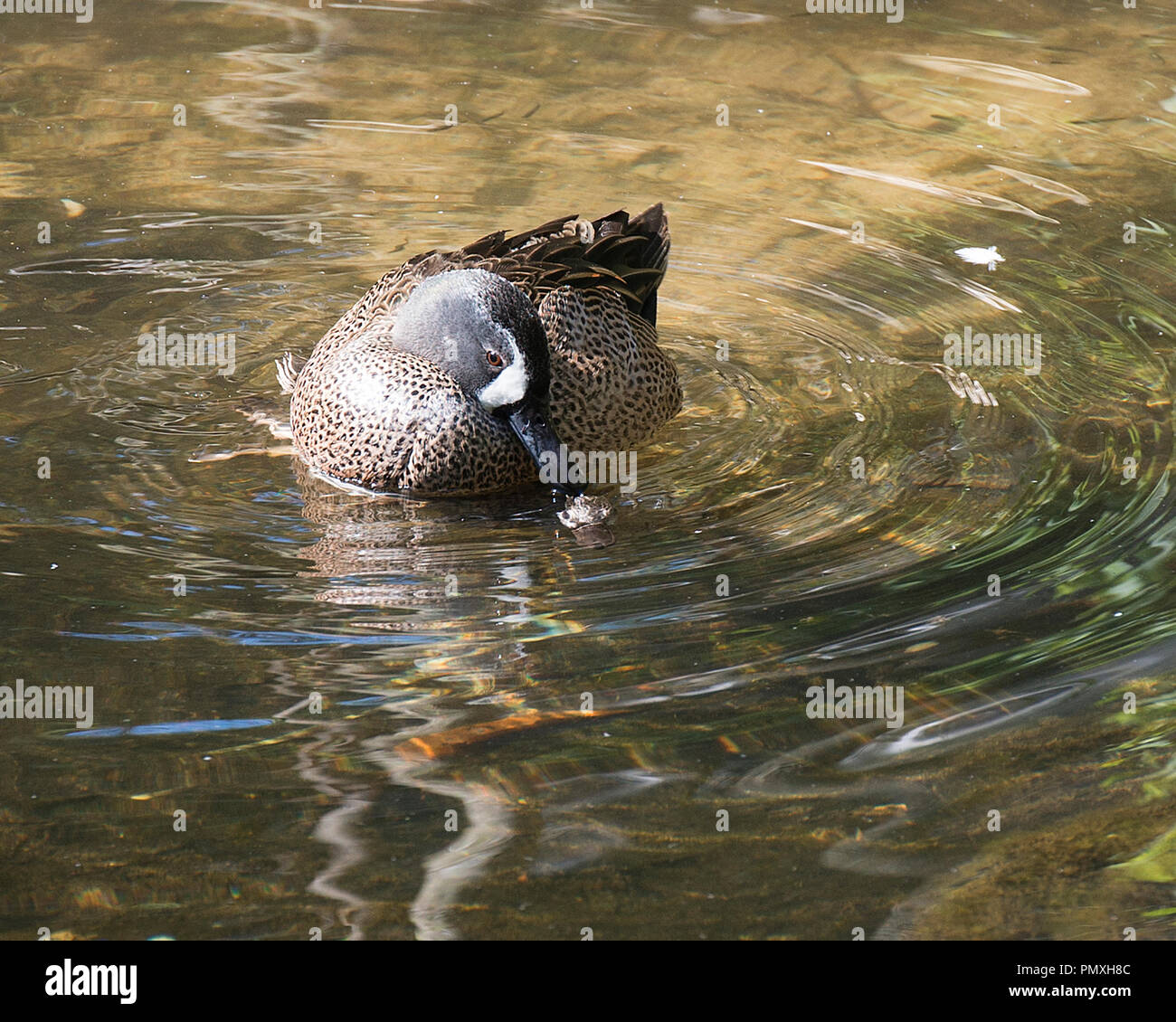 Duck profile photo hi-res stock photography and images - Alamy