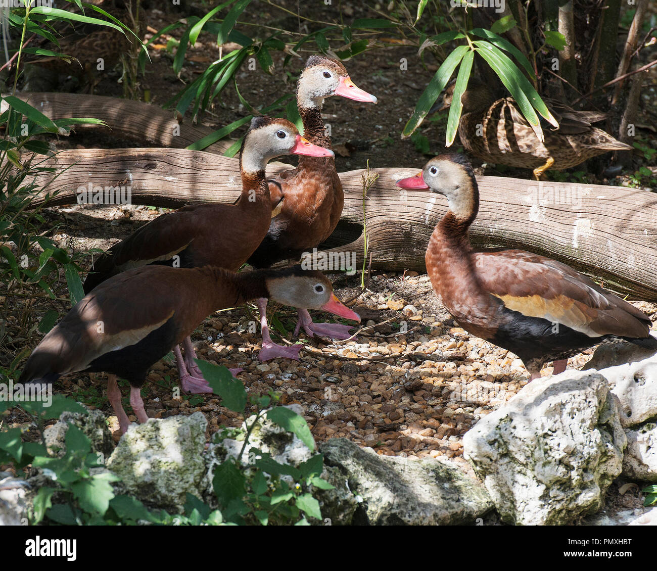 Baby ducks in the sun hi-res stock photography and images - Alamy