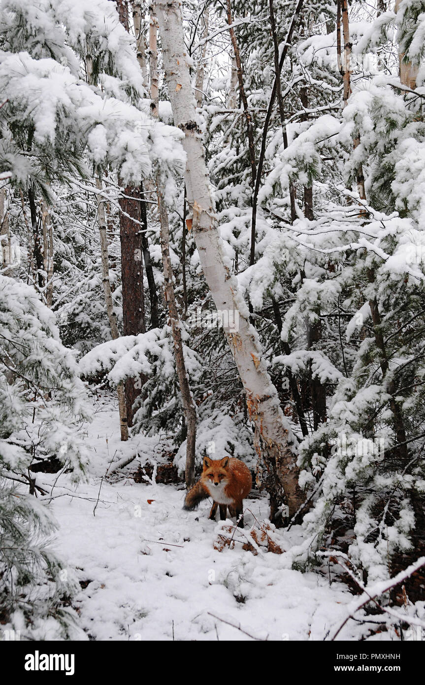 Red fox snow hi-res stock photography and images - Alamy