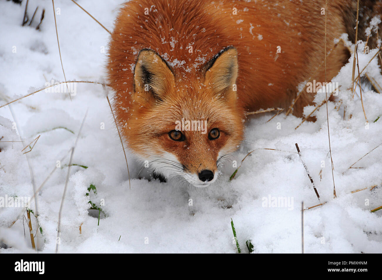 Red fox poster photo and image hi-res stock photography and images - Alamy