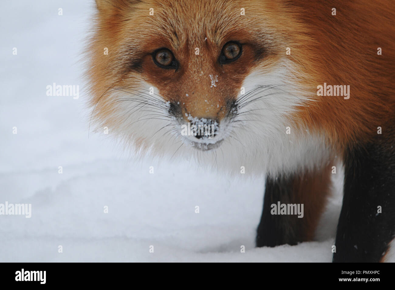 Red Fox head close up in the winter season enjoying the snow Stock ...