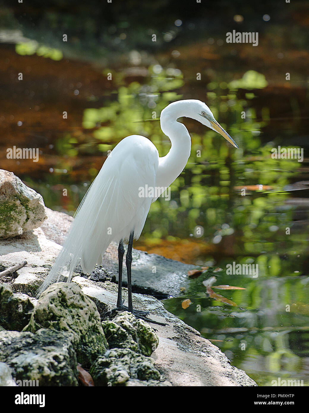 Great White Egret in its environment Stock Photo - Alamy
