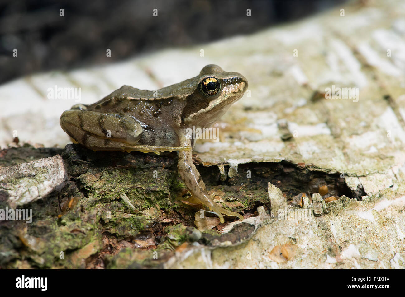 Tiny juvenile Common Frog (Rana temporaria Stock Photo - Alamy