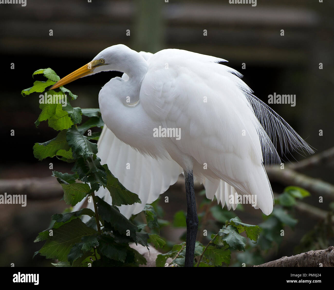Great White Egret in its environment Stock Photo - Alamy
