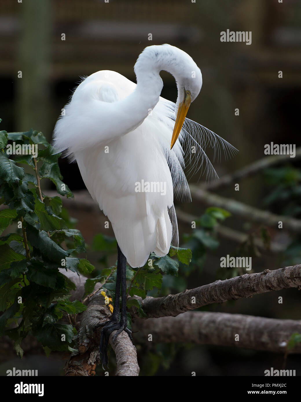 Great White Egret in its environment Stock Photo - Alamy