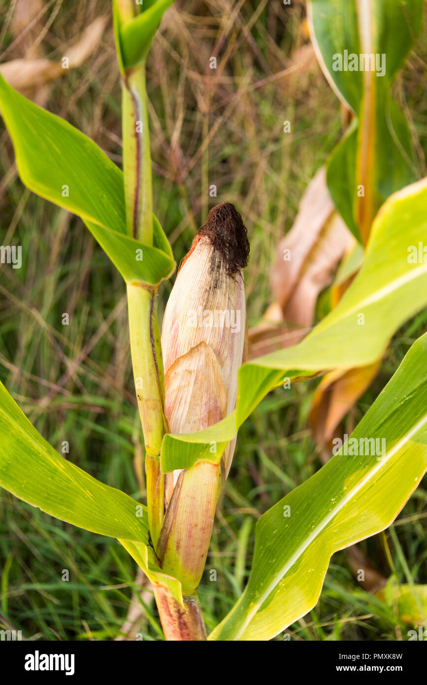 Sun-ripened corncobs in the corn field just before harvesting Stock ...