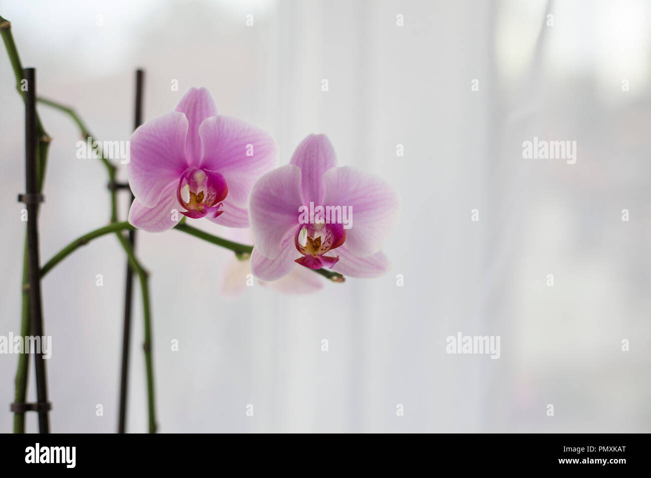 Soft Pink Flowers Stock Photo - Alamy
