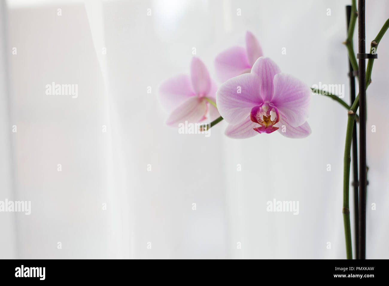 Soft pink flowers hi-res stock photography and images - Alamy