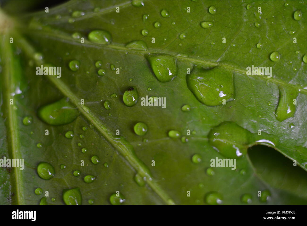 Water droplets lit hi-res stock photography and images - Alamy