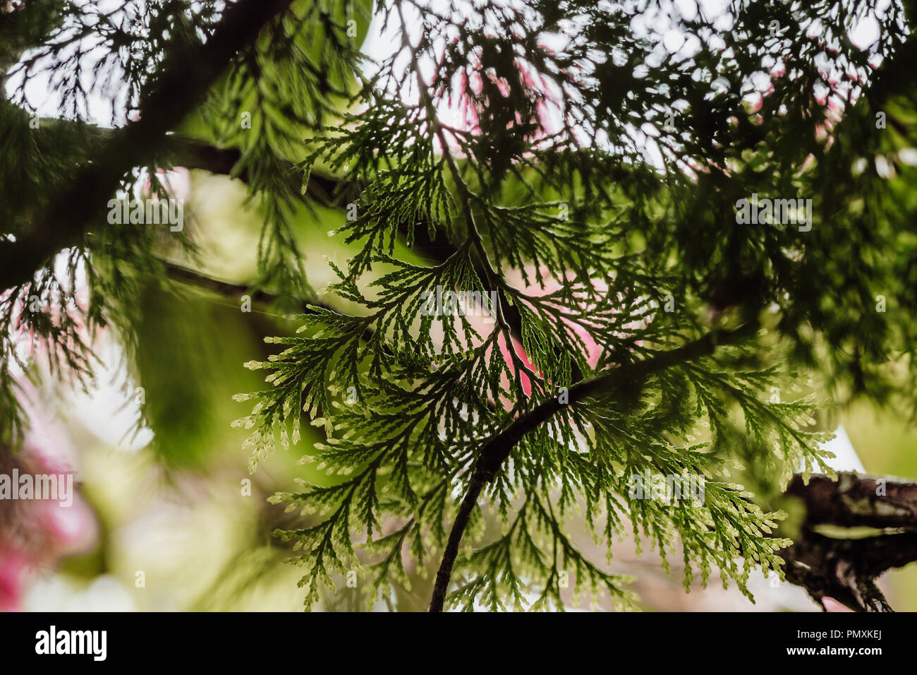 Abstract nature photographs Stock Photo - Alamy