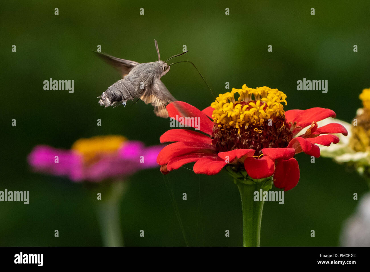 Hummingbird hawk-moth (Macroglossum stellatarum Stock Photo - Alamy
