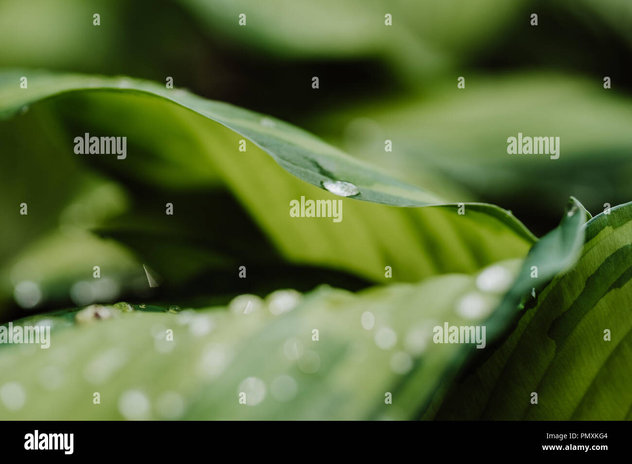 Abstract nature photographs Stock Photo - Alamy
