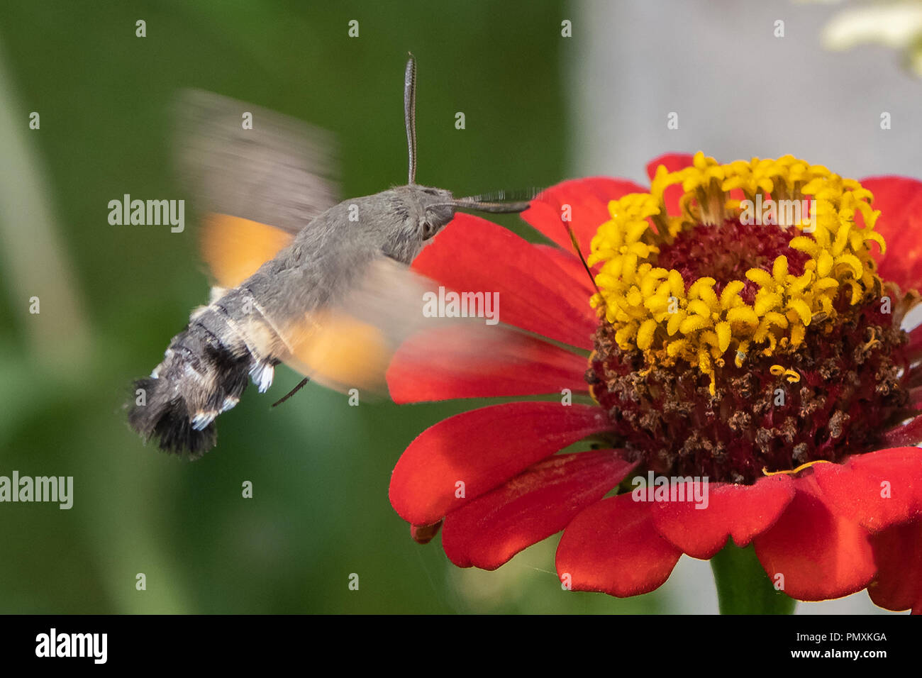 Hummingbird hawk-moth (Macroglossum stellatarum Stock Photo - Alamy