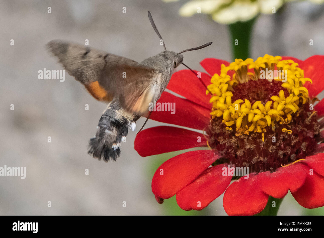Hummingbird hawk-moth (Macroglossum stellatarum Stock Photo - Alamy