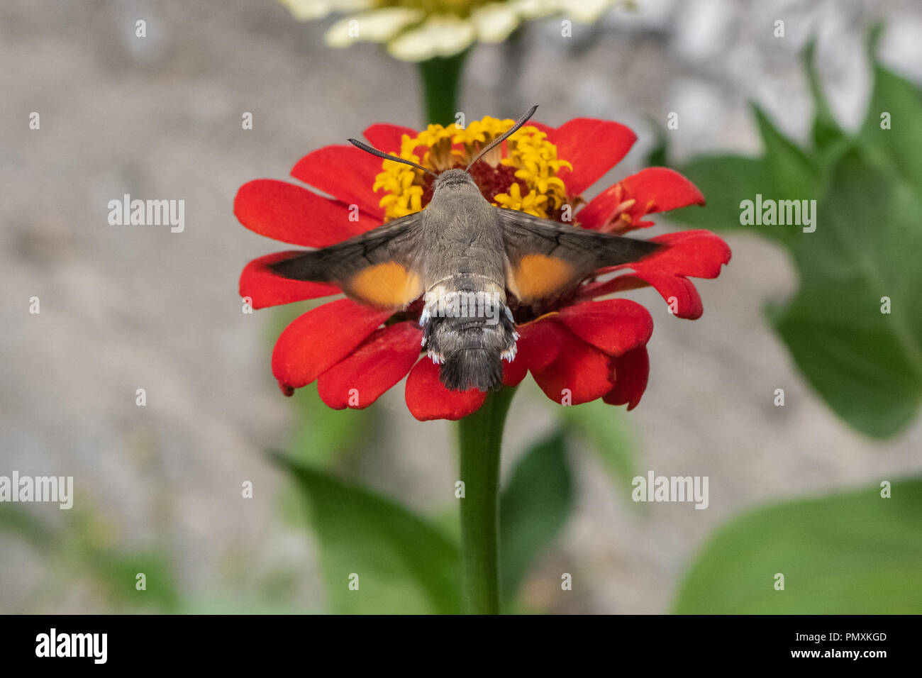 Hummingbird hawk-moth (Macroglossum stellatarum Stock Photo - Alamy