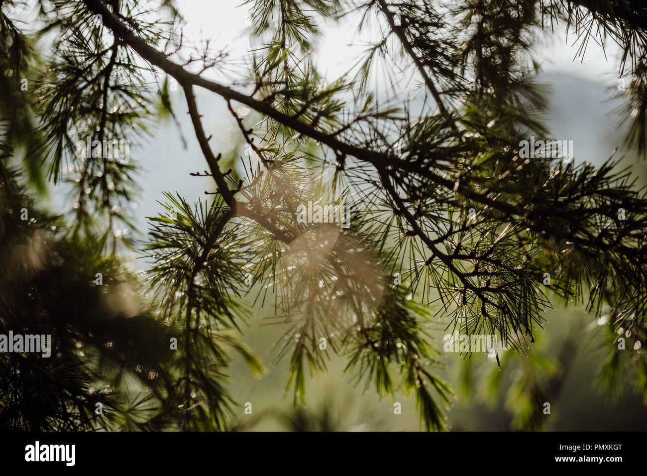 Abstract nature photographs Stock Photo - Alamy