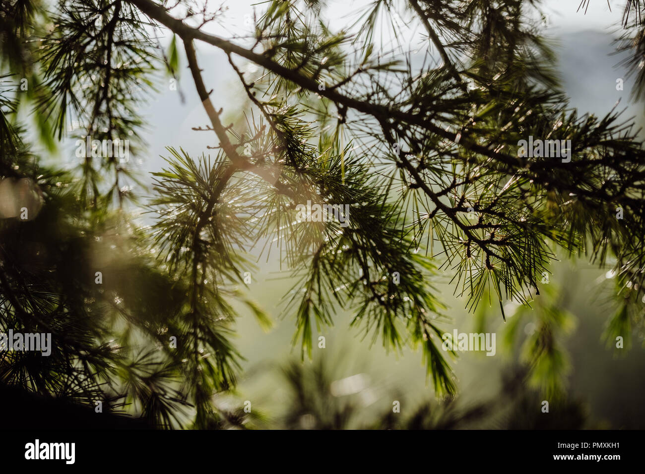 Abstract nature photographs Stock Photo - Alamy