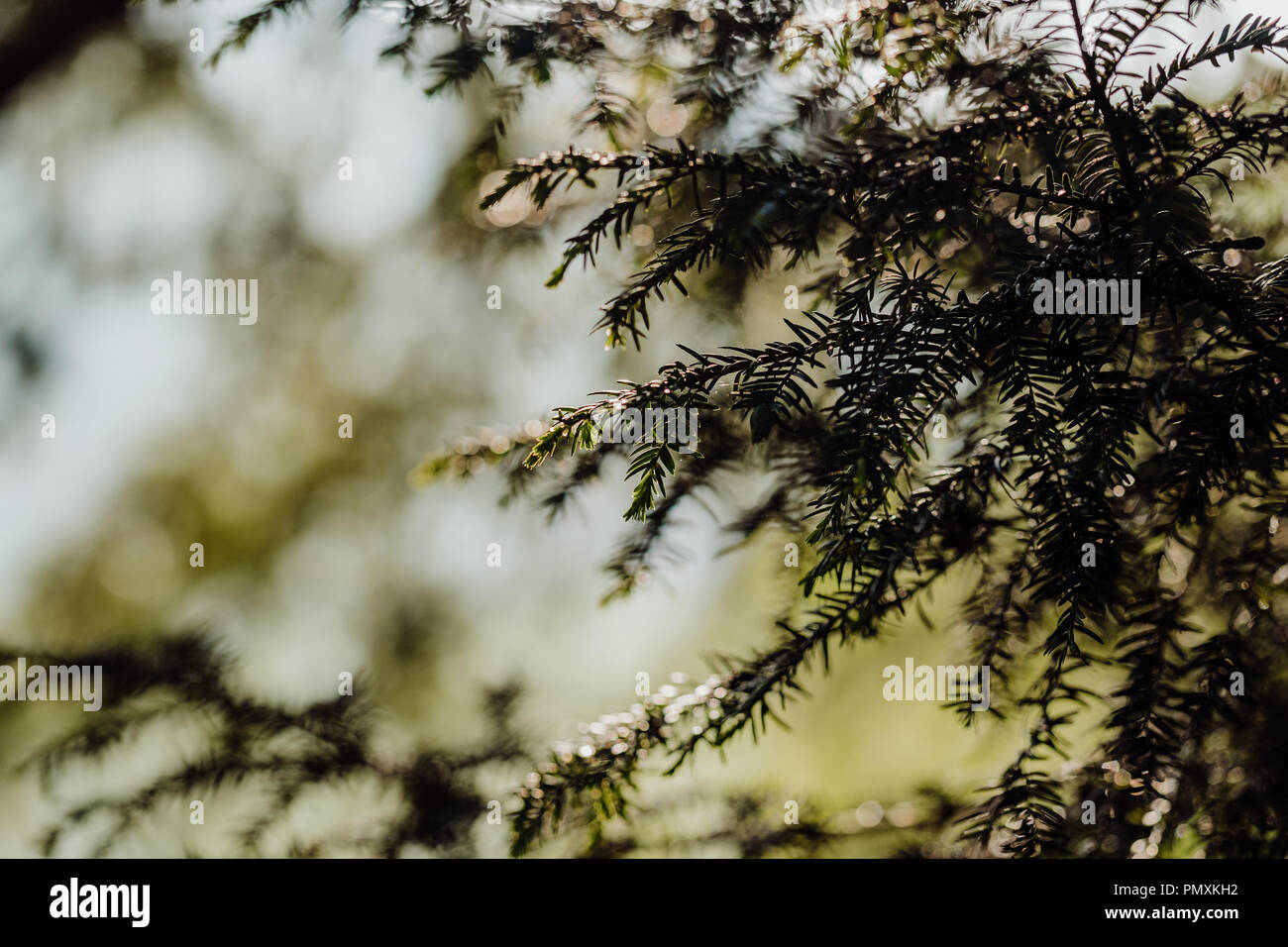 Abstract nature photography hi-res stock photography and images - Alamy
