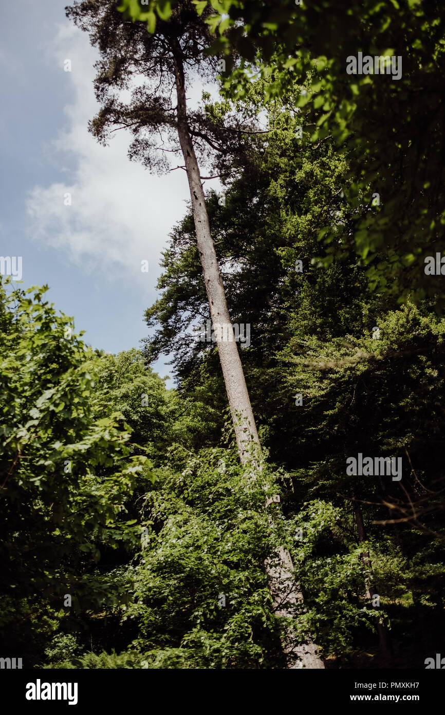 Hiking the landscape by Pistyll Rhaeadr waterfall in North Wales Stock ...