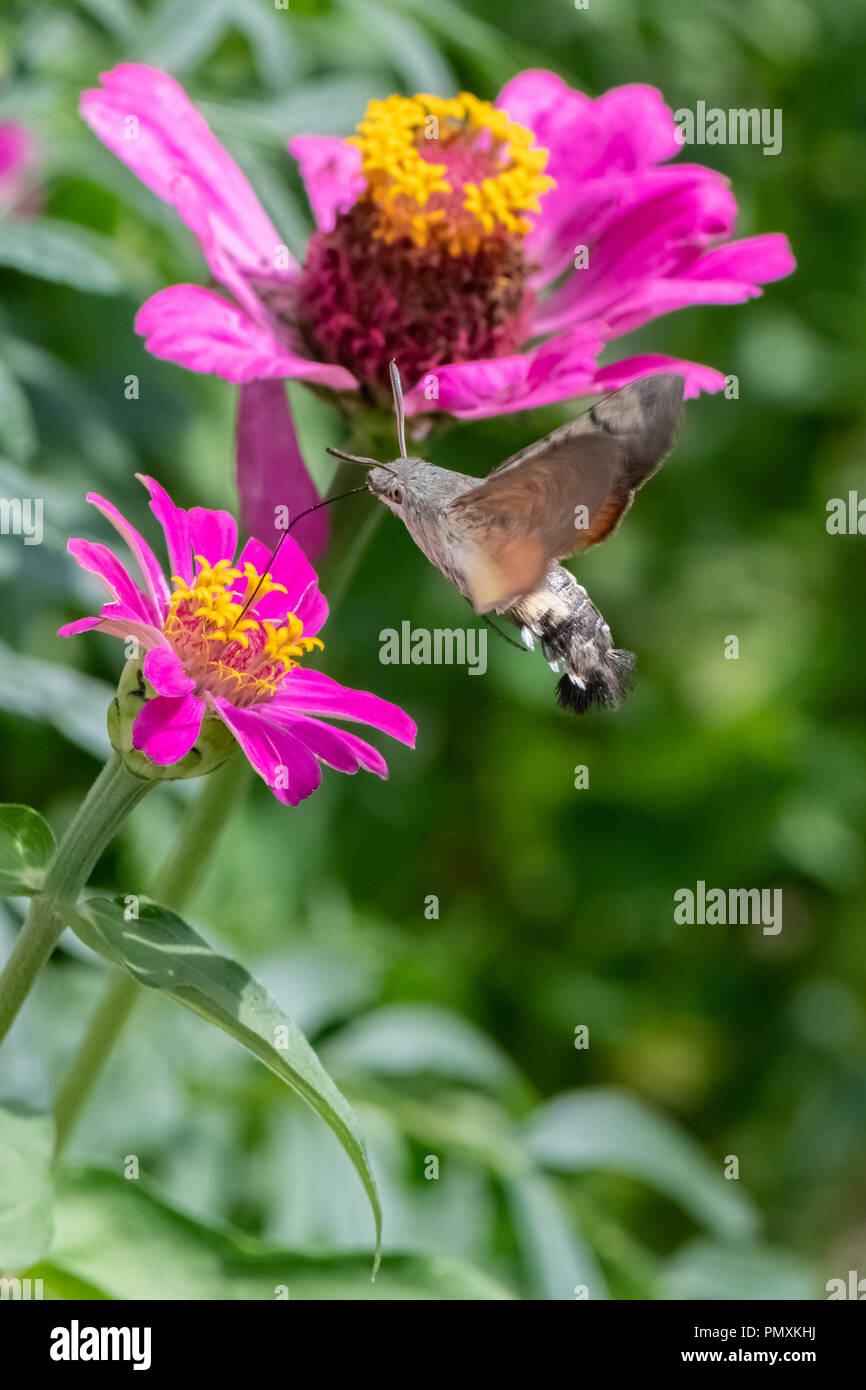 Hummingbird hawk-moth (Macroglossum stellatarum Stock Photo - Alamy