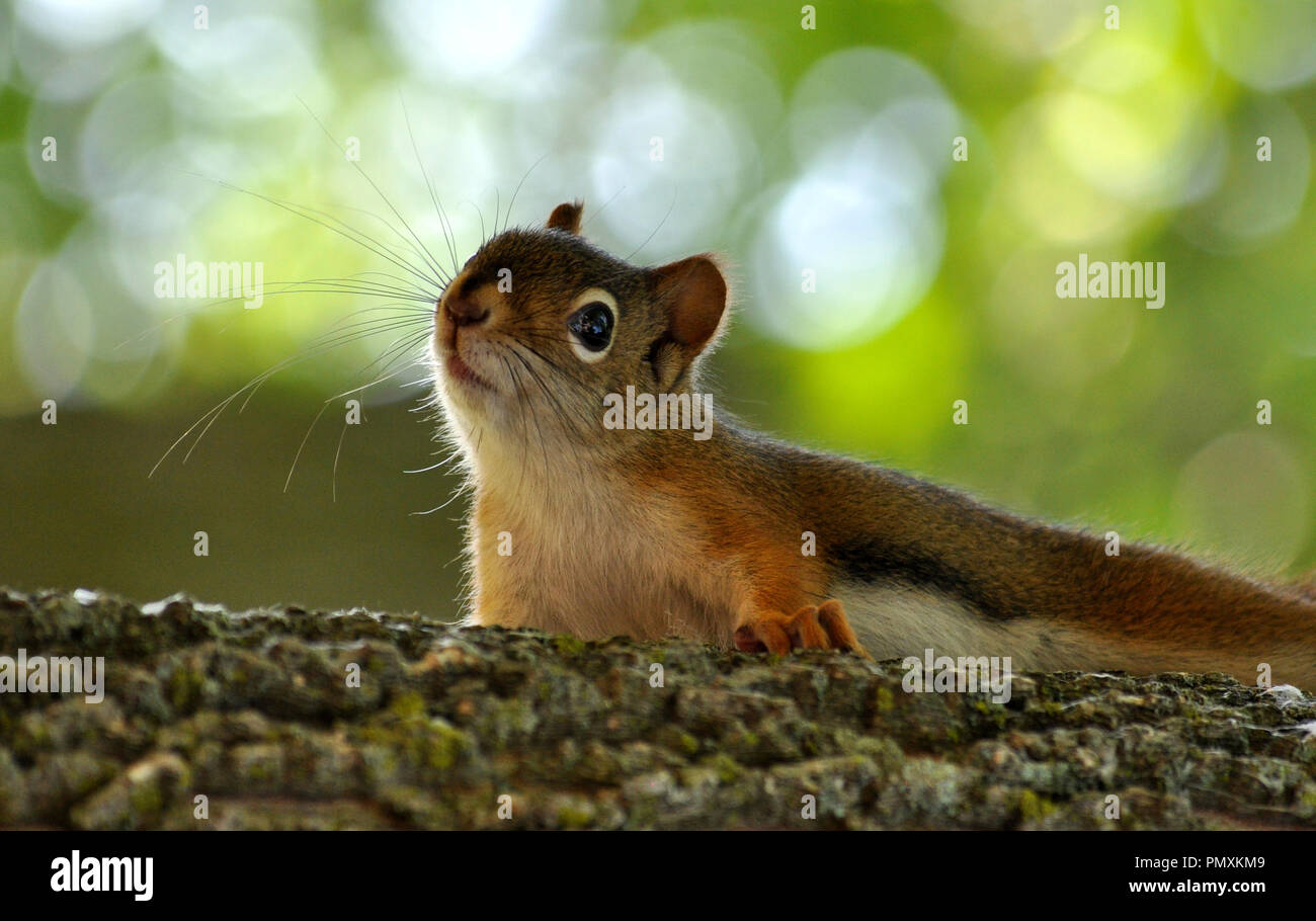 Little squirrel photography Stock Photo - Alamy