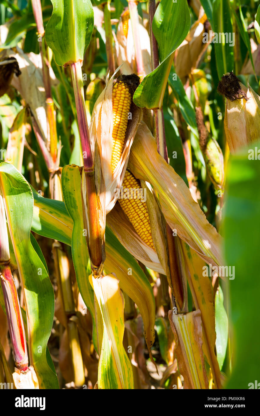Late summer sunlight cornfield in hi-res stock photography and images ...