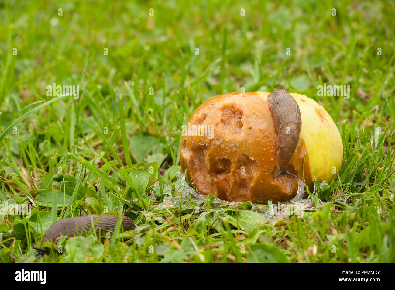 Rotting fruit and slug hi-res stock photography and images - Alamy