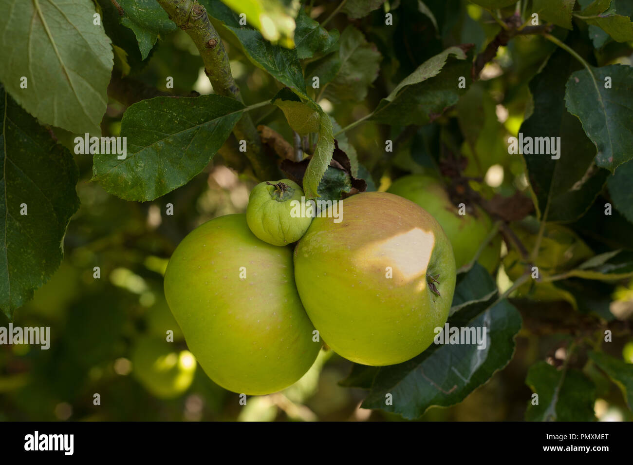 King straggler hi-res stock photography and images - Alamy
