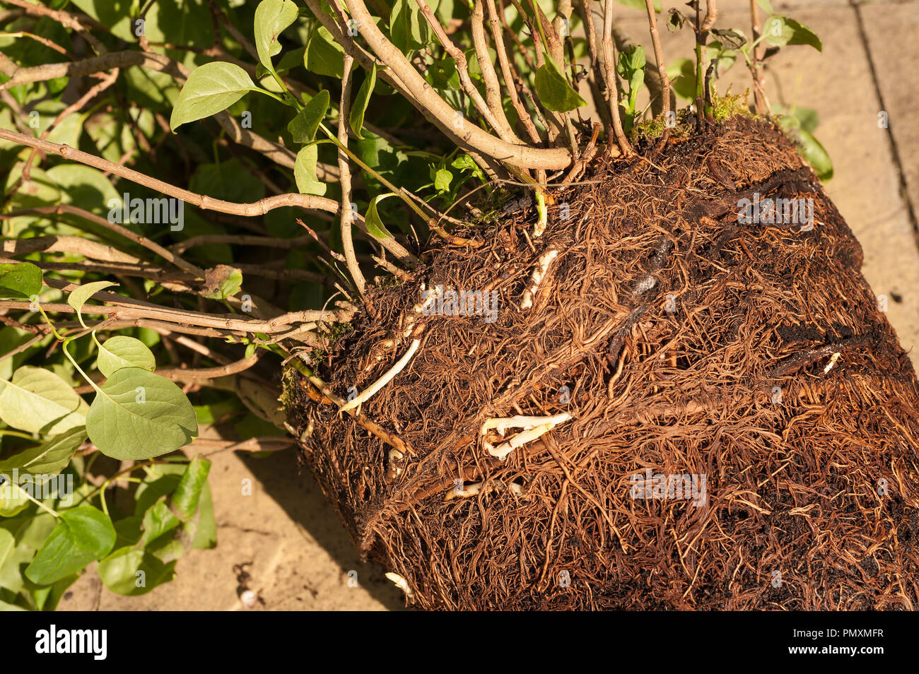 Fibrous Root High Resolution Stock Photography and Images - Alamy