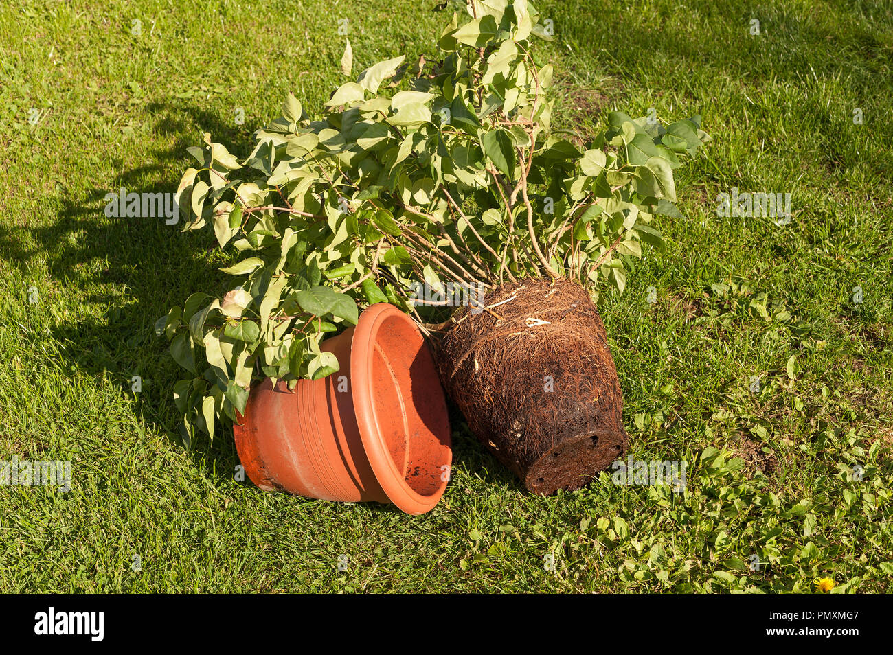 Suffocating conditions for plant growth, overcrowded cramped roots of ...
