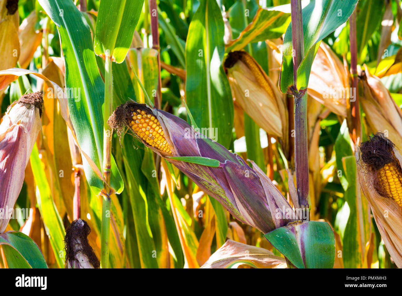 Late summer sunlight cornfield in hi-res stock photography and images ...