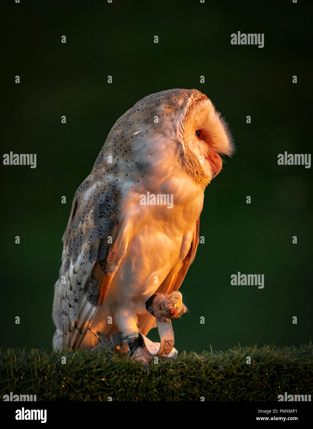 Barn Owl perched in the light of the setting sun Stock Photo - Alamy