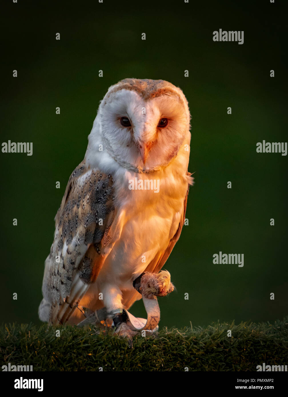 Light brown owl hi-res stock photography and images - Alamy