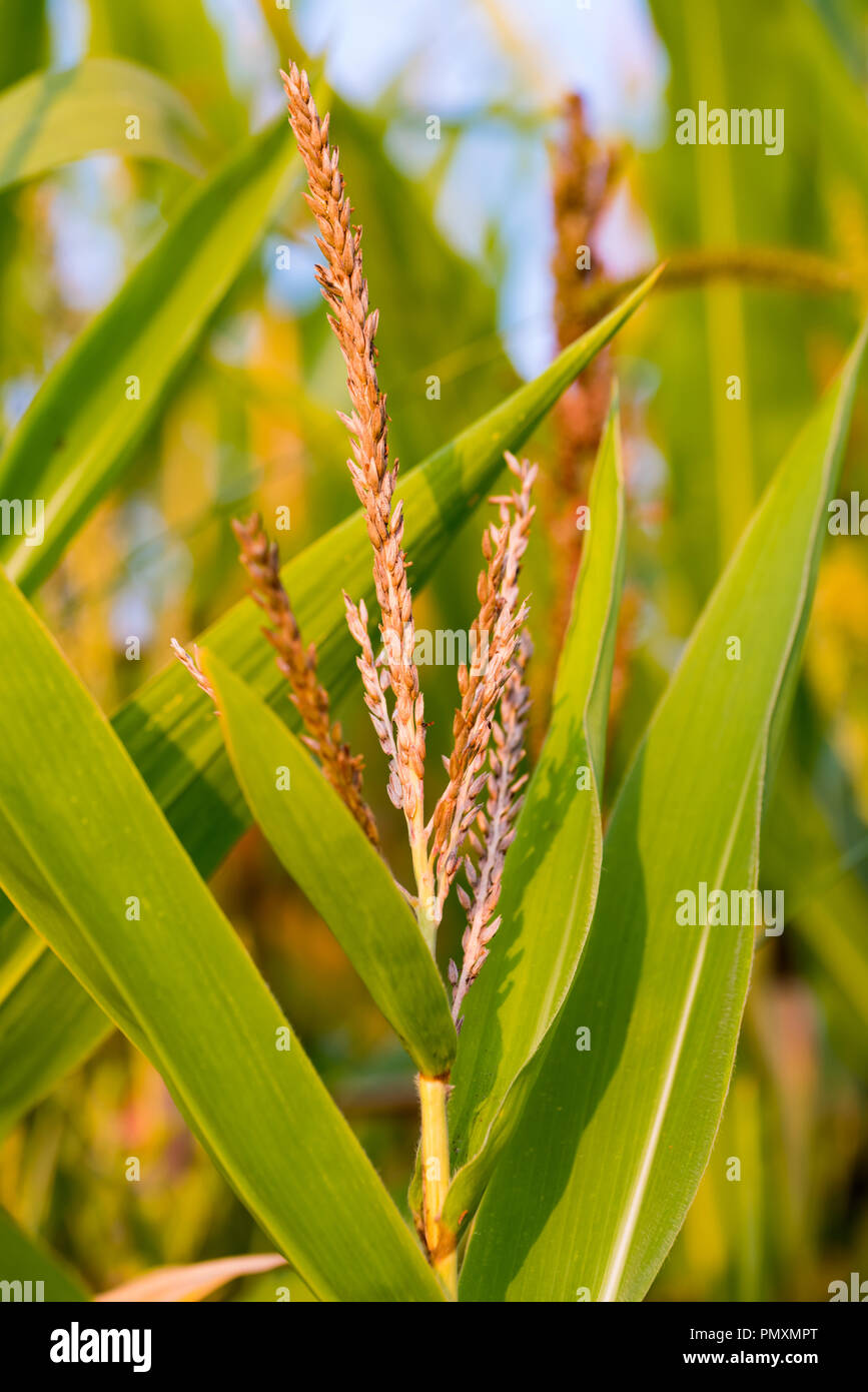 Close up of corn ears at corn plants in late summer in a corn field ...