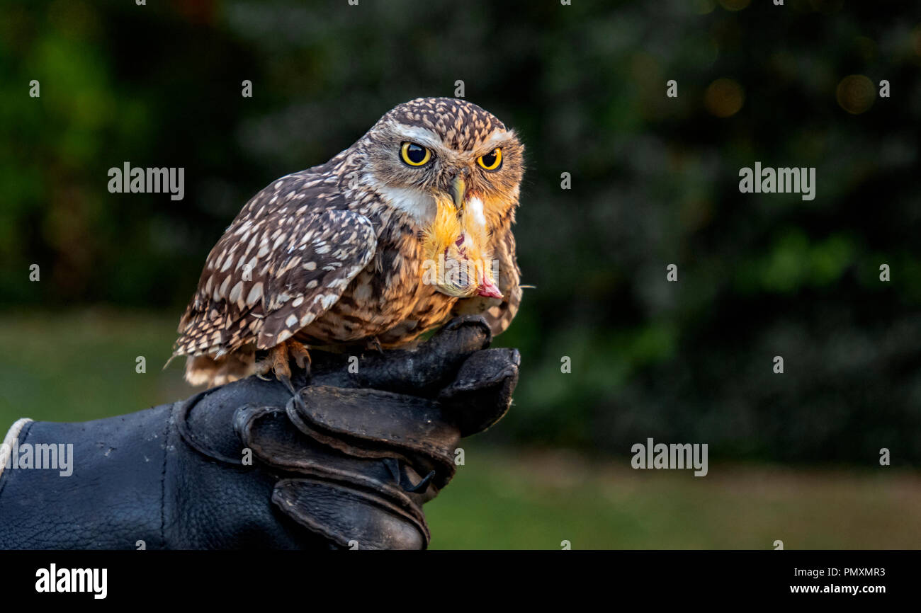 Food handlers hi-res stock photography and images - Alamy
