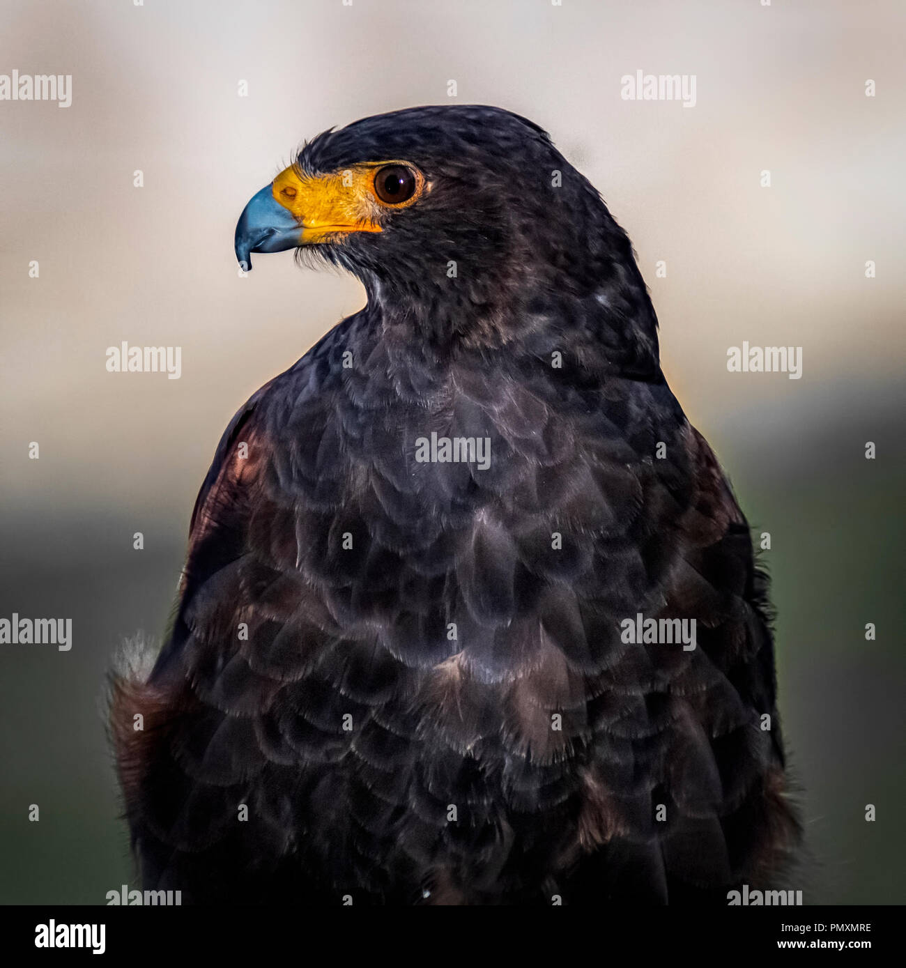 Harris Hawk portrait Stock Photo - Alamy
