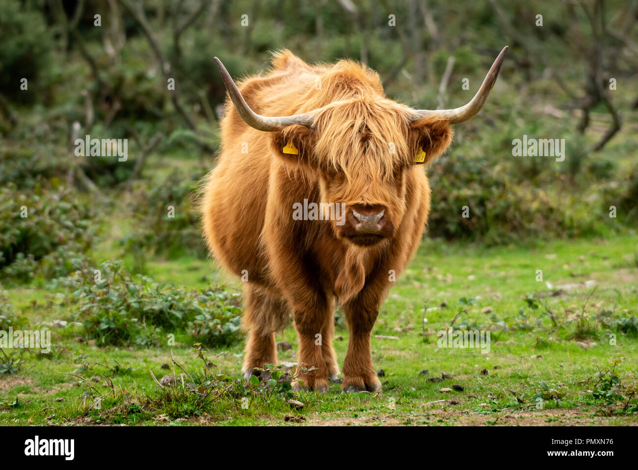 New forest highland cow hi-res stock photography and images - Alamy