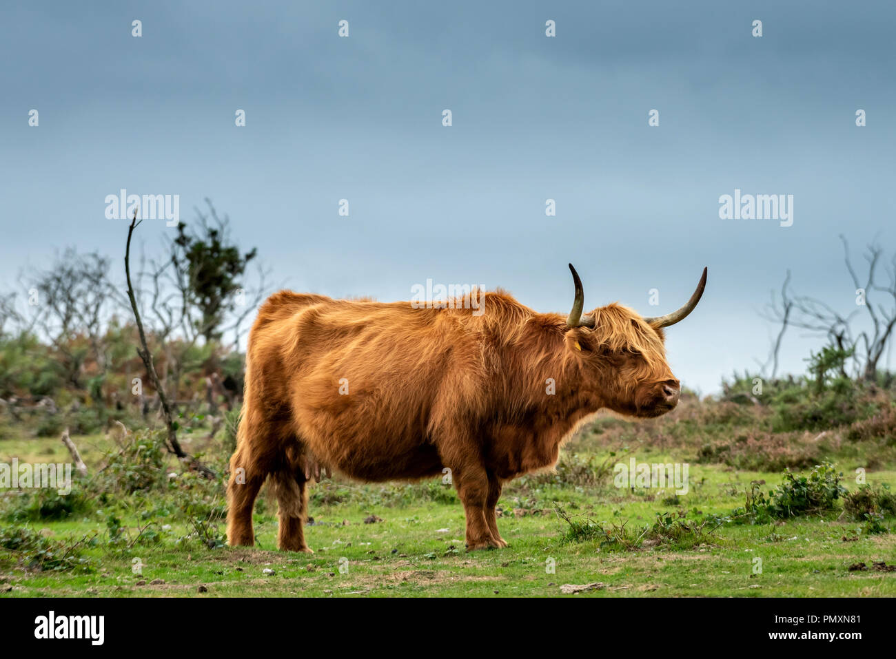 Highland cattle in the New Forest Stock Photo - Alamy