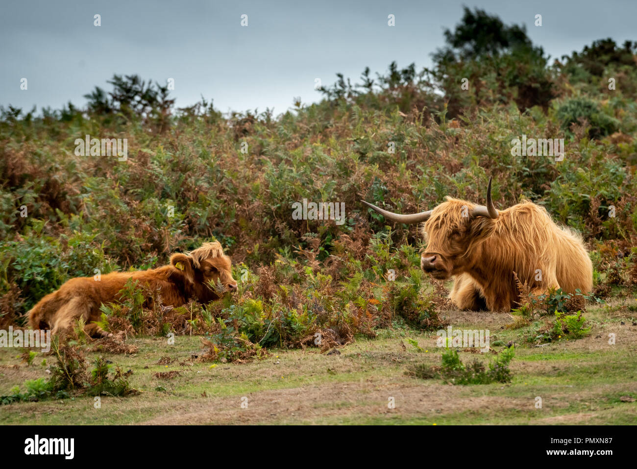 Highland cattle in the New Forest Stock Photo - Alamy