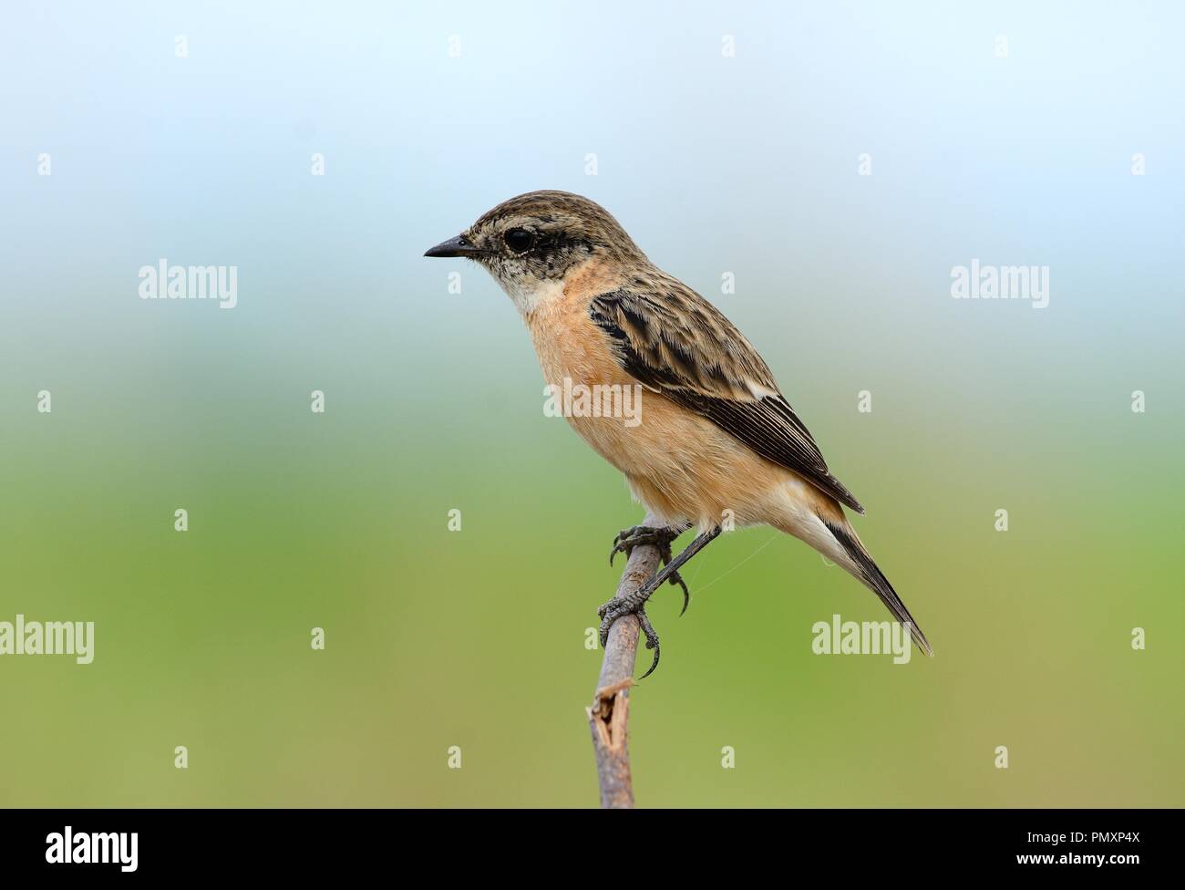 beautiful female Eastern Stonechat (Saxicola stejnegeri) standing on ...